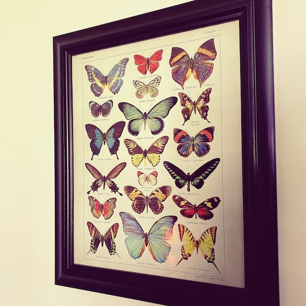 Vintage Butterfly Print, French Insect Chart Butterfly Illustration ...