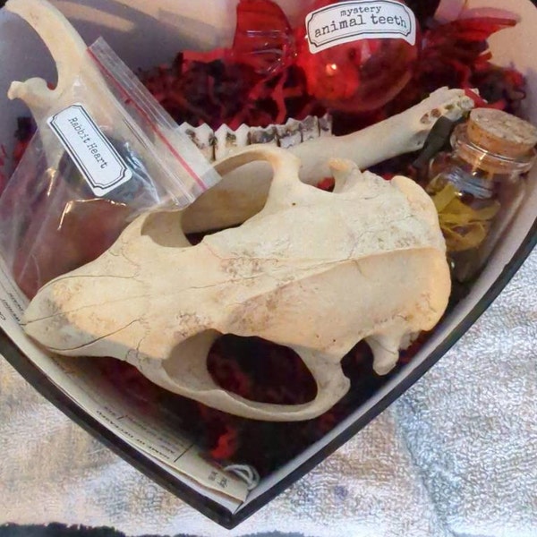 Mini Wet Specimen Mystery Box | Fluid Preserved Taxidermy Oddities ...