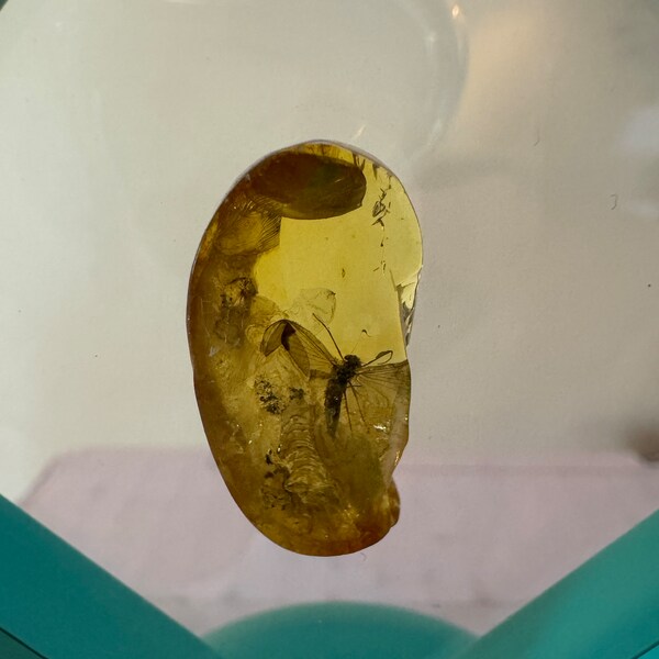 Baltic Amber Inclusion 9532 2 Ants + More. Good for Jewelry. Display ...