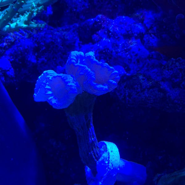 Bicolor Frogspawn Coral Frag Saltwater Aquarium Corals - Etsy