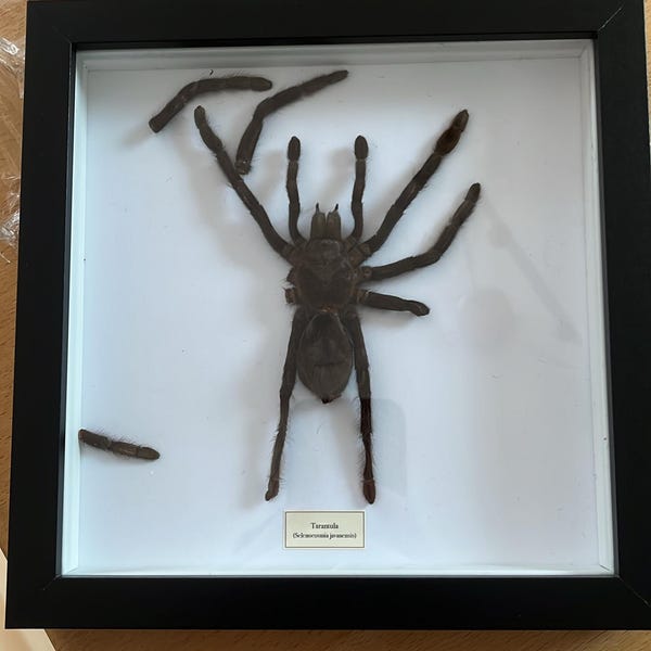 Blue Scarab Beetle. Real Insect Framed. Entomology. Blue ...