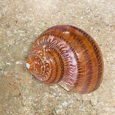 Snakeskin Turbo Sea Shell - Etsy