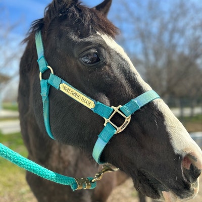 HALTER PLATE THICK Large Scalloped Cut Solid Brass or Solid Nickel ...