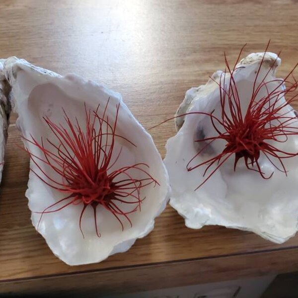 Baby Flat Scallop Shell-bulk Seashell Supplies Scallop Shells for ...