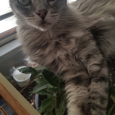 Modified Hoxsey With or Without Boneset - Etsy