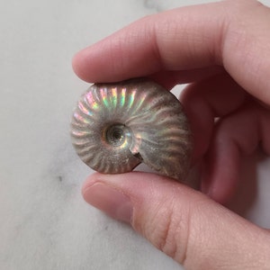 Opalized Ammonite / Fire Ammonite / Ammonite Specimen / Polished ...