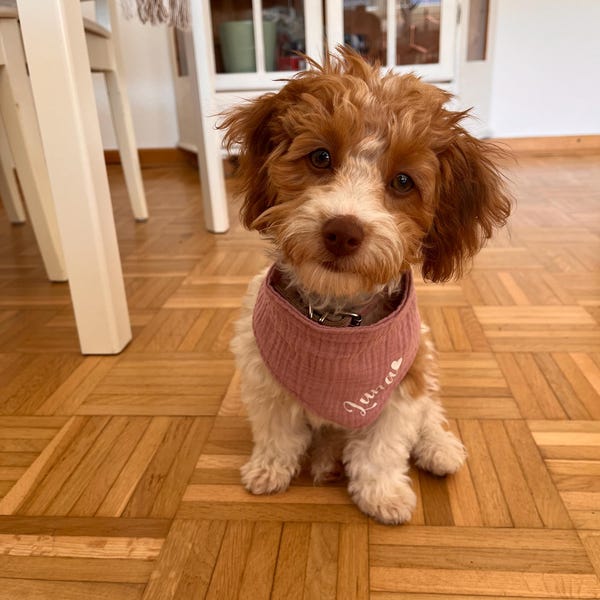 3-way Adjustable Rope Leash, Dog Leash, Guide Leash, Dog Accessories ...