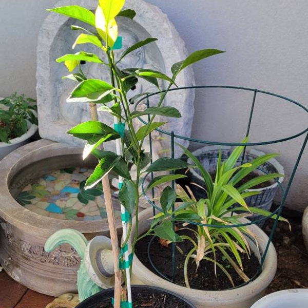Grafted Kishu Mandarin Tree in Half Gallon Pot, Tangerine. Florida ...