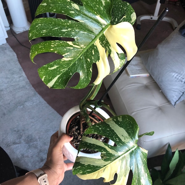 Extra Large Variegated Monstera Thai Constellation: Rooted Rare ...