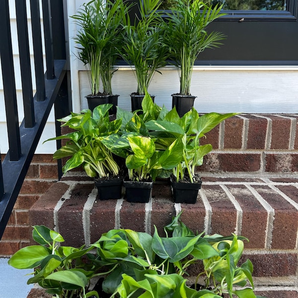 FOSTER 4-pack LIVE 4 Inch Kalanchoe, Blooming Houseplant, Gardening ...
