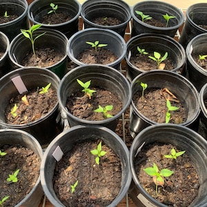 Primo X Butch T Orange Pepper Seeds - Etsy