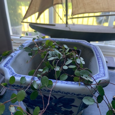 Angel Vine wire Vine Plant - Etsy