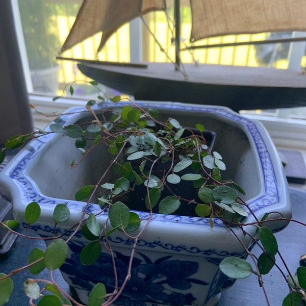 Angel Vine “wire Vine” Plant - Etsy