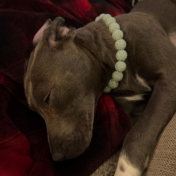 Flamingo Floaty Pool Party Beaded Dog Collar, Collar, Dog Collar, Dog ...