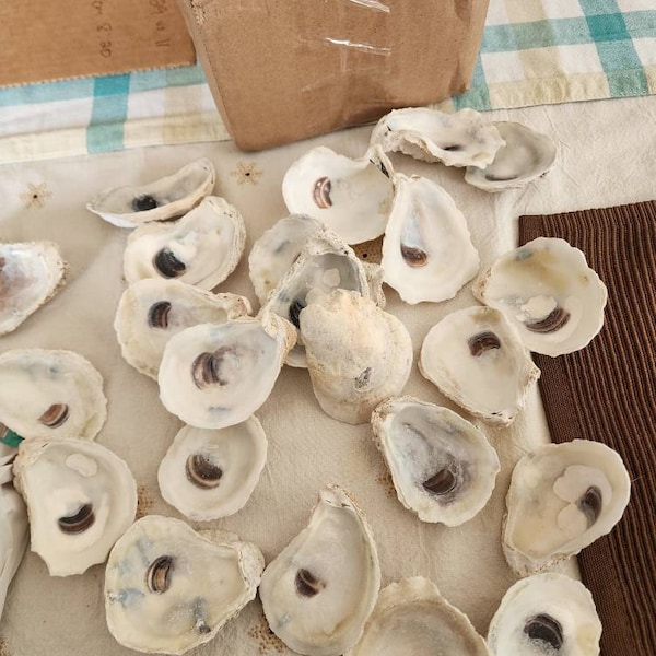 Oyster Shells, Cups or Flats, 3 Inch + - Etsy
