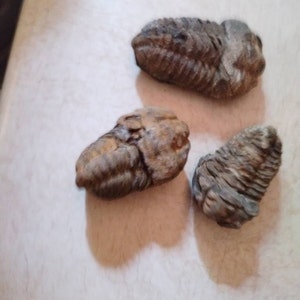 7-10 Hanging Light Puffer Fish Real Blowfish Lamp - Etsy