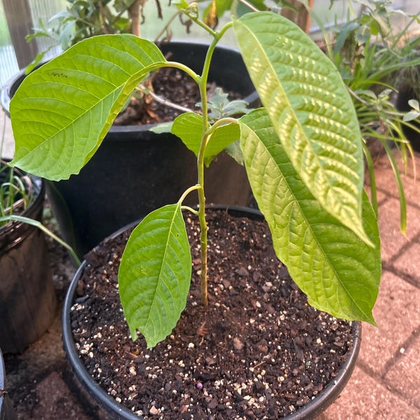 Bruce Canistel Seedling - Egg Fruit - Pouteria Campechiana - Zapote ...