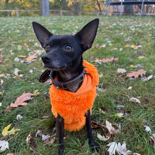 Leather Dog Collar, Personalized Name Plate, Bucket Studded Leather Dog ...