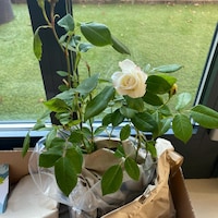 Mixed Alpine Plants Vibrant Garden Perennial Large Flowering Rockery ...