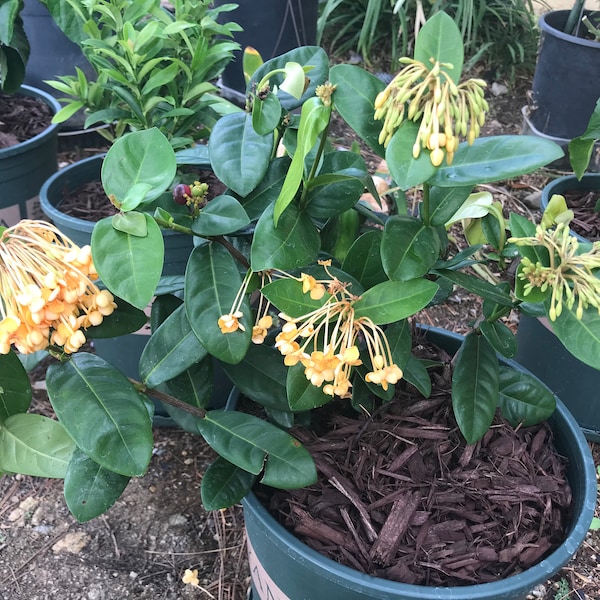 Maui Yellow Ixora - Etsy