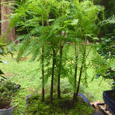 5 Bald Cypress Tree Bonsai Forest Planting - Etsy