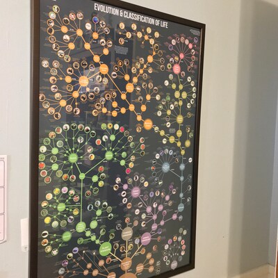 Evolution and Classification of Life Poster - Etsy Canada