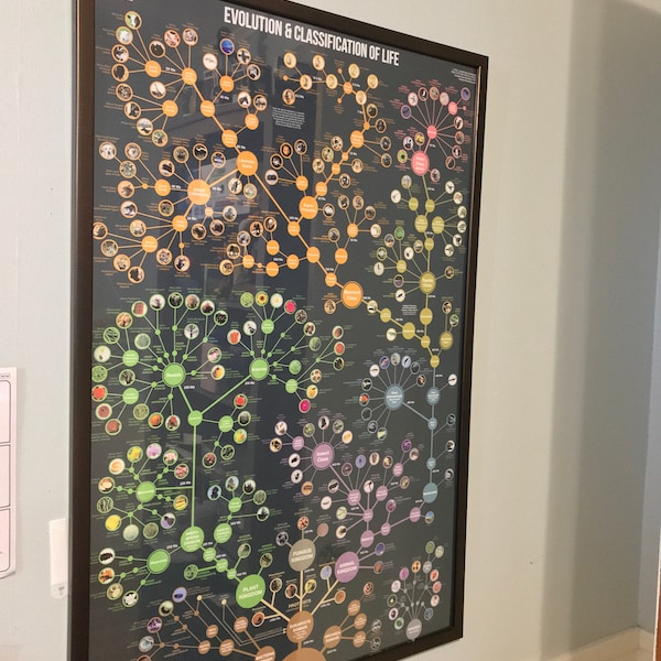 Evolutionary Tree of Life Poster - Etsy