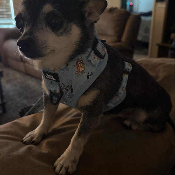 Bluey Bingo Muffin Coco Snickers Rusty Keychain - Etsy