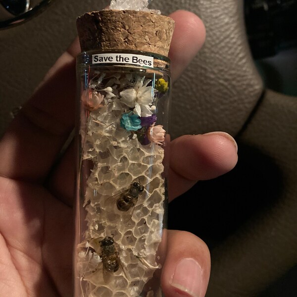 Lizard Vertebrae, Lizard in Vial Curiosity Oddity Natural History Real ...