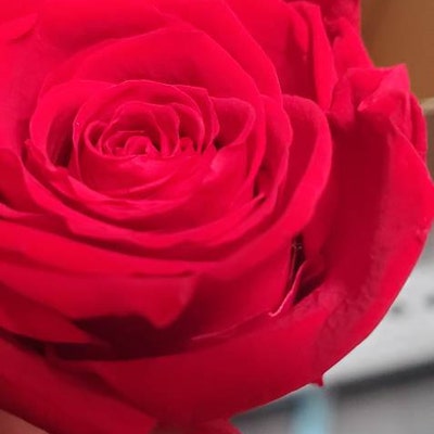 Blue Ombré Preserved Roses, Blue Eternity Roses in a Box, Roses Last ...