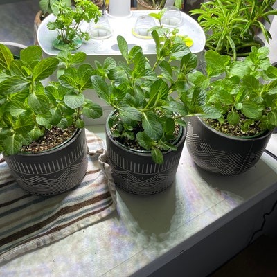 Dae-pa Korean Large Green Onion Seeds 韓國大蔥 100 Seeds - Etsy