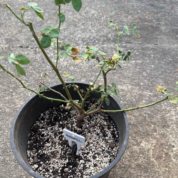 Rose “ausham” English Shrub Rose Ownroot Plant, 1 Gallon - Etsy