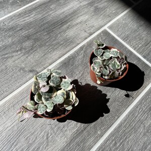 Goldfish Watering Can Fish Watering Can Cute Watering Can | Etsy