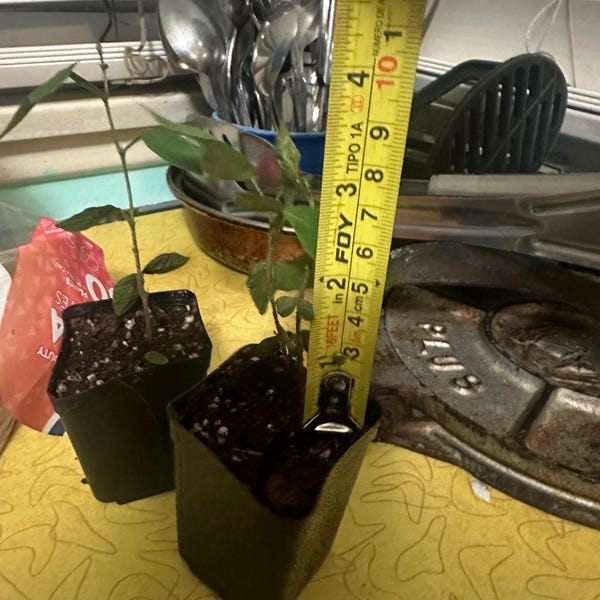 Organic Red PIGEON PEAS Gunga Pea 50 Seeds Cajanus Cajan Gandul Lazaro ...