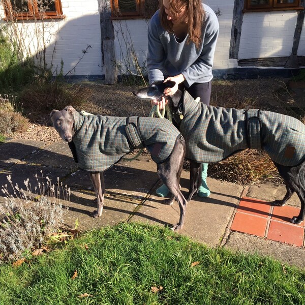 Tweed Greyhound Whippet - Ginger Ted Tweed Greyhound Whippet Lurcher ...