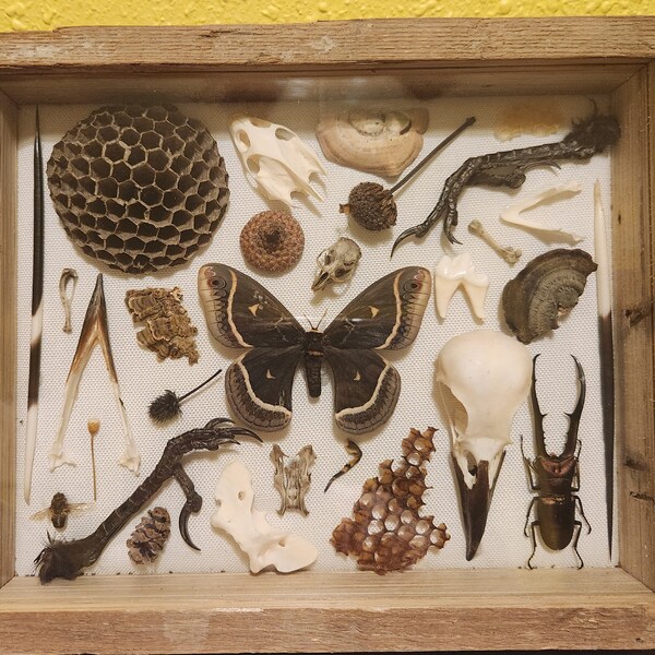 Giant Cicada & Empress Cicada Shadow Box Framed Quesada Gigas ...