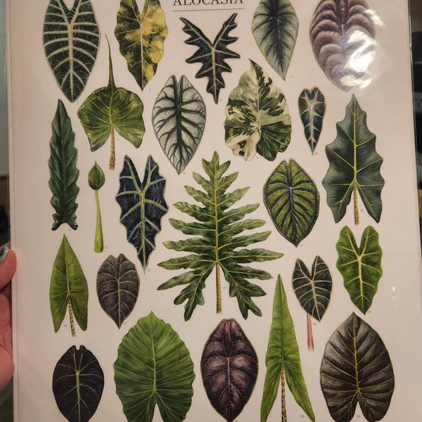 Hoya Carnosa Varieties Print • Houseplant ID Chart Featuring 9 ...