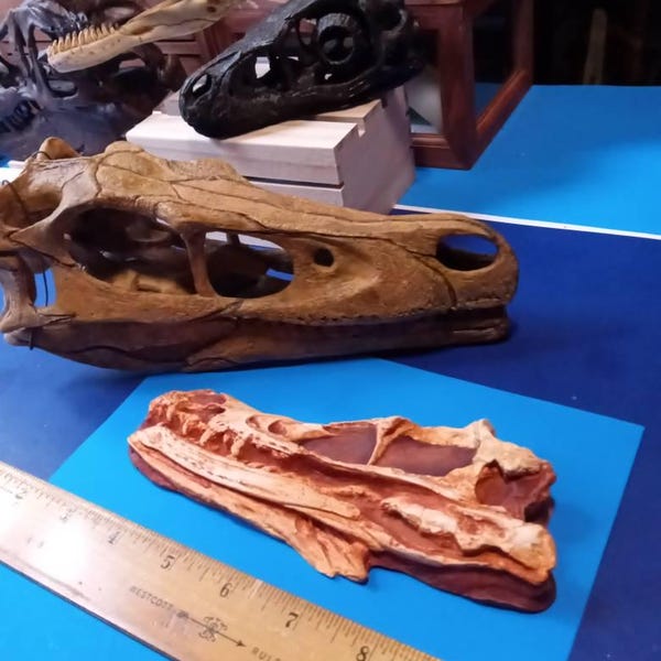 Dinosaur Claw Replicas | Raptor | Spinosaurus | Tyrannosaurus ...
