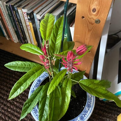 Fern RUBY RED SPIKEMOSS Plant Selaginella Unusual Cold Tolerant ...