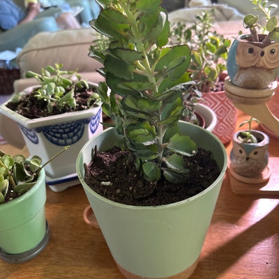 Euphorbia Trigona CV. Royal Red Rubra Cactus Rare Succulent Live Cacti ...