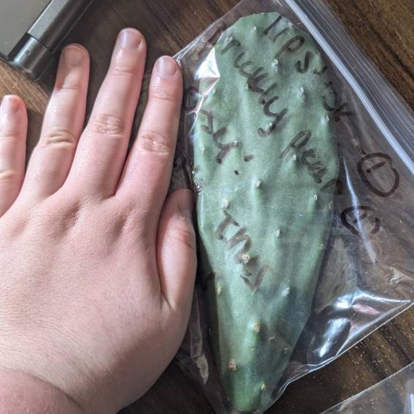 Starter Houseplant Cutting Bundle Satin Pothos, Pearl and Jade Pothos ...