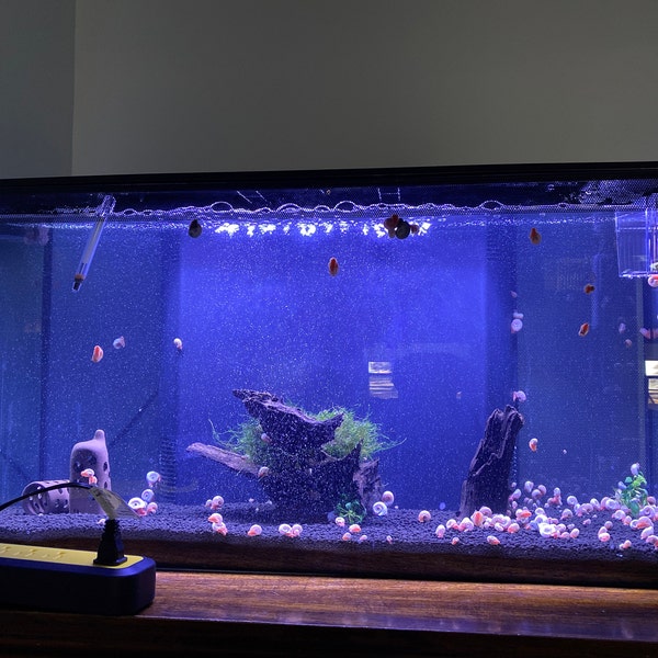 Fluval Flex Spray Bar and Control Valve (32.5 Gallon), Water Movement ...