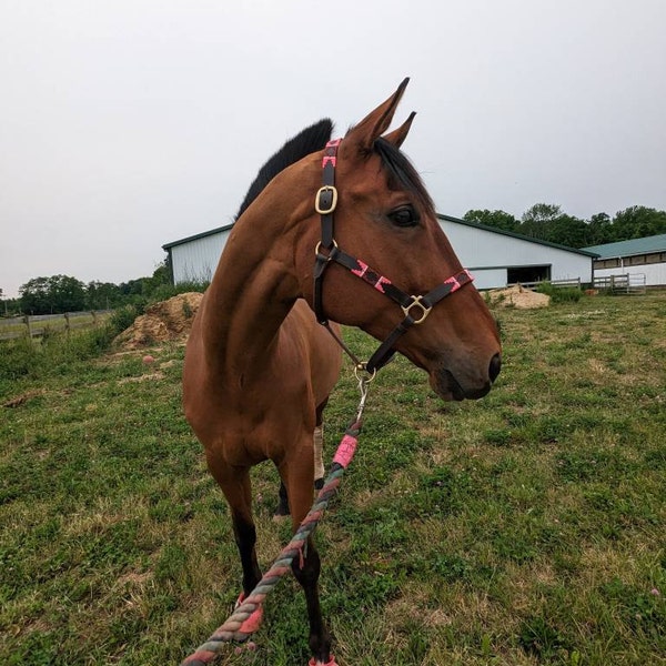 Anatomical Padded Leather Halter - Etsy