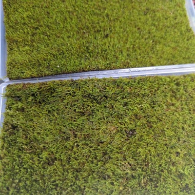 Live Clean and High Quality Planted Sheet Moss & Cushion Moss for ...