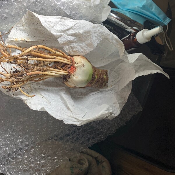 BLUSHING BRIDE Large Amaryllis 24/26 Centimeters - US Seller - Etsy