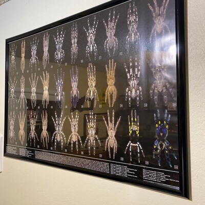 Poecilotheria Tarantula Genus 2436 Poster - Etsy UK