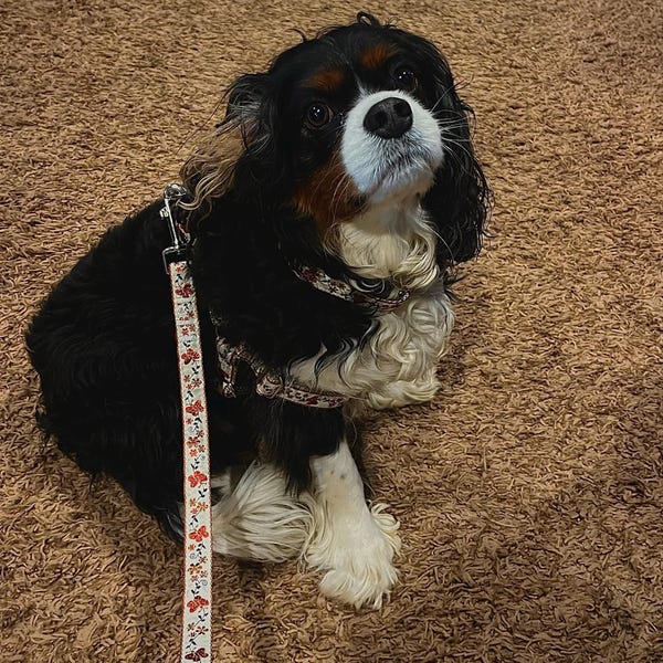 UGLY Bells for Pet Collar Chipped Jingle Bell for Cat Collar Character ...