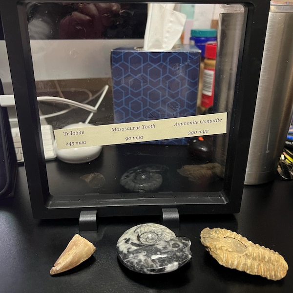 Authentic Real Fossil Set in 3D Frame Ammomite | Trilobite | Mosasaurus ...