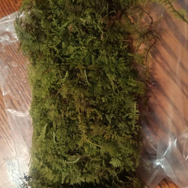 Live Super Fresh Moss Mix for Terrariums, Fairy Gardens, Gardens, Moss ...