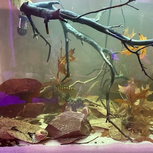 RED STONE Great Aquarium Decor or Bonsai Stones - Etsy